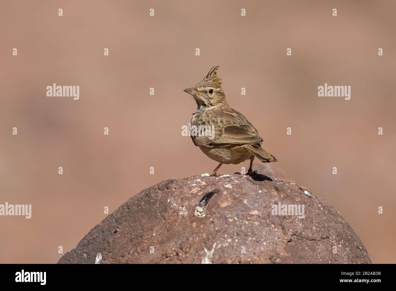 Teckla lark hi-res stock photography and images - Alamy