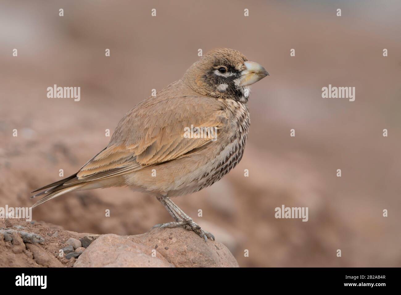 Thick billed lark hi-res stock photography and images - Alamy