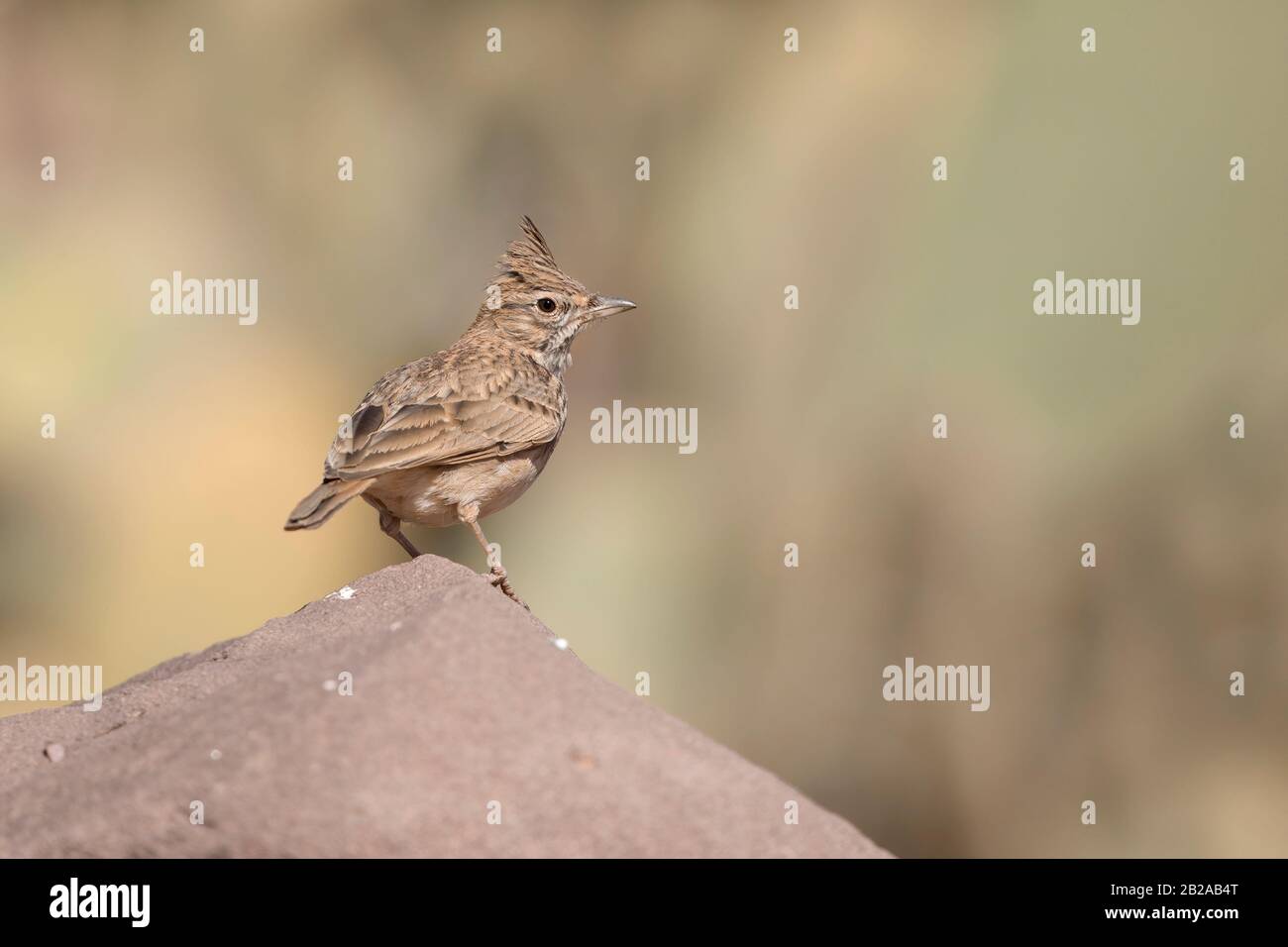 Teckla lark hi-res stock photography and images - Alamy