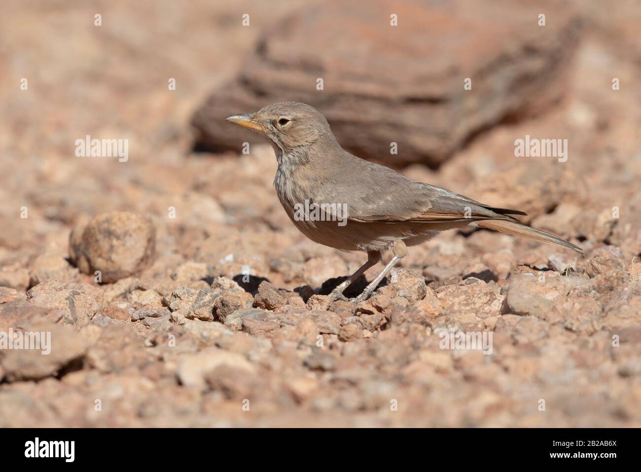 Desert lark ammomanes deserti hi-res stock photography and images - Alamy