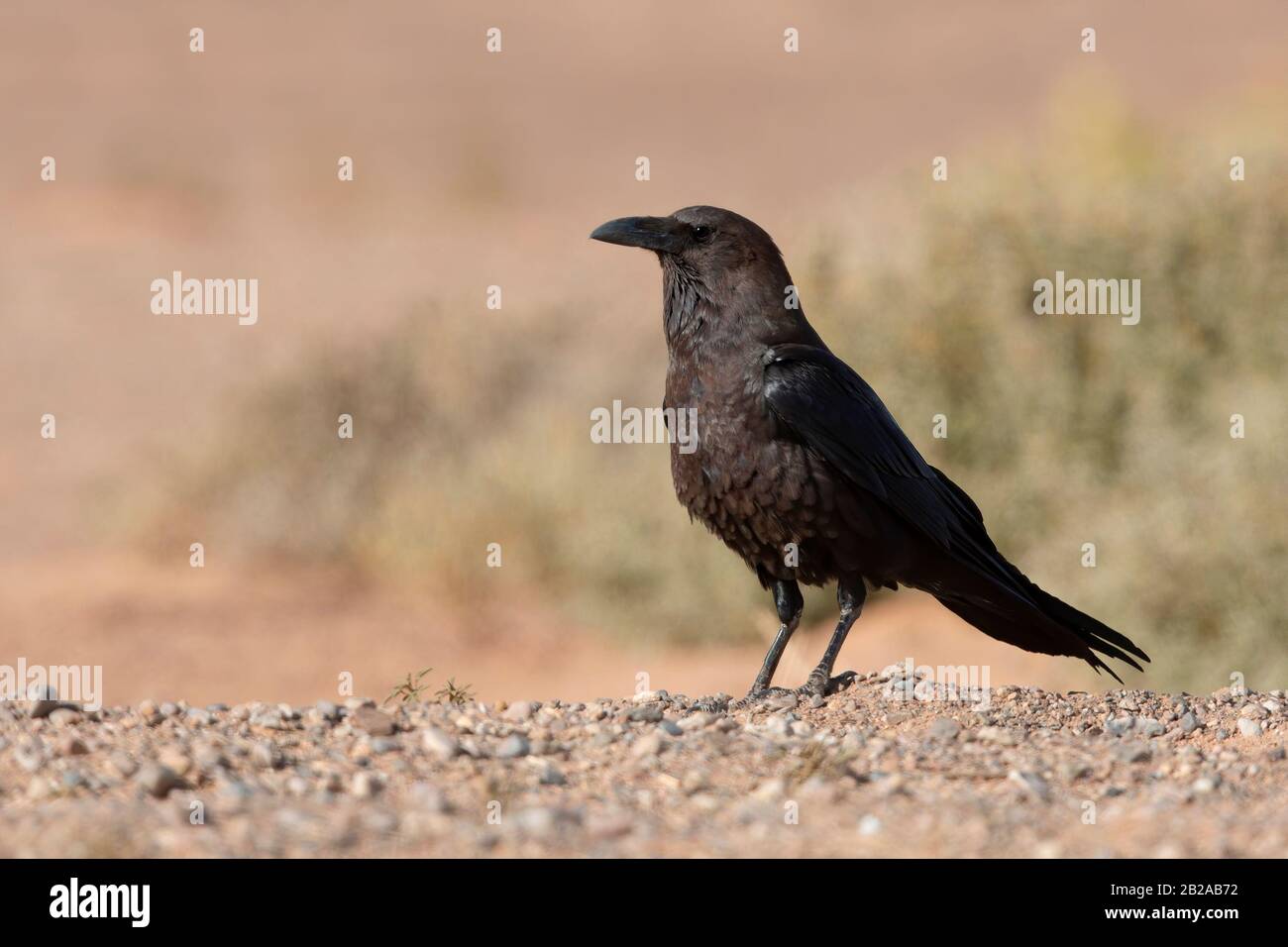 African northern raven hi-res stock photography and images - Alamy