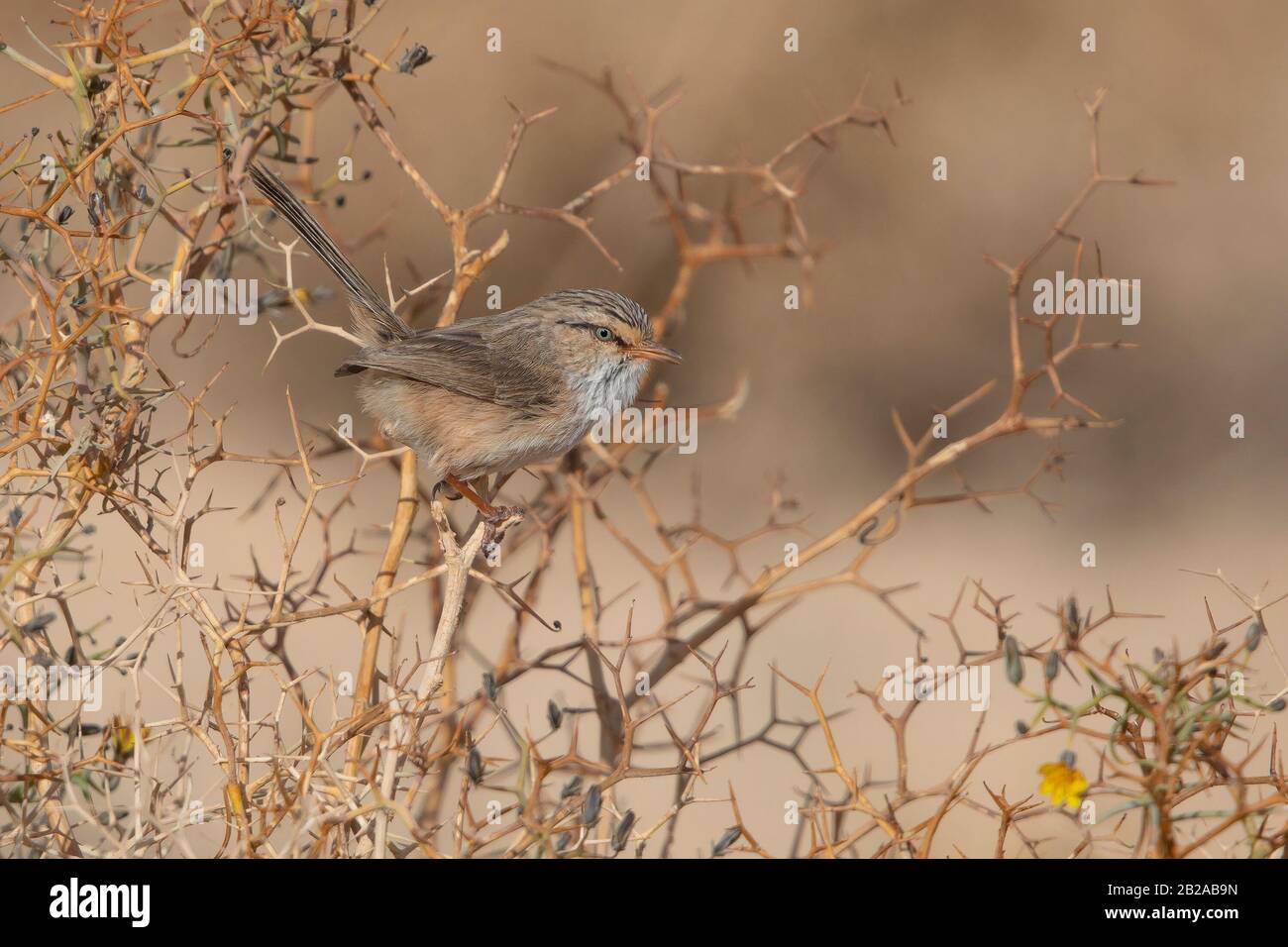 Streaked scrub hi-res stock photography and images - Alamy