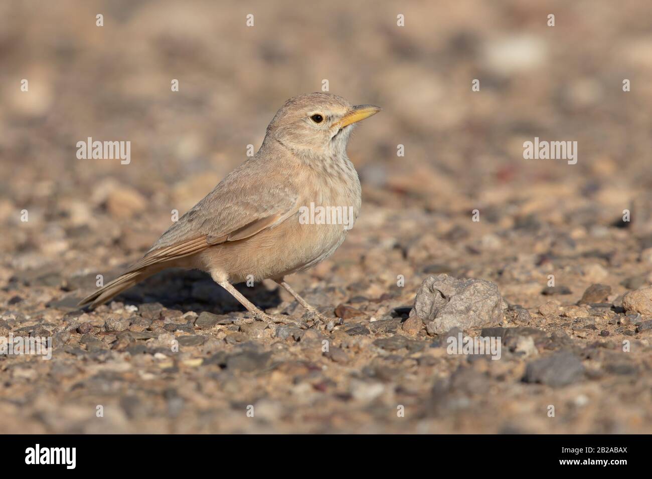 Desert lark ammomanes deserti hi-res stock photography and images - Alamy