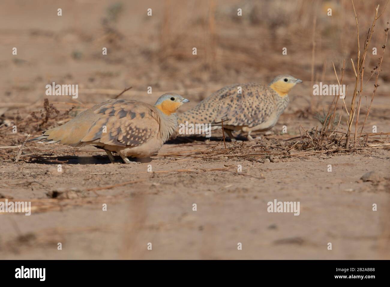 Spotted sandgrouse pterocles senegallus hi-res stock photography and ...