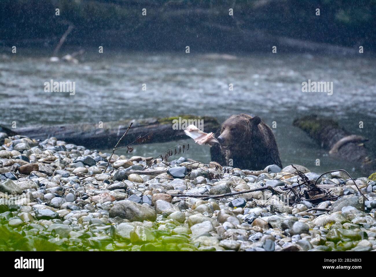 Grizzly bear catching fish hi-res stock photography and images - Alamy