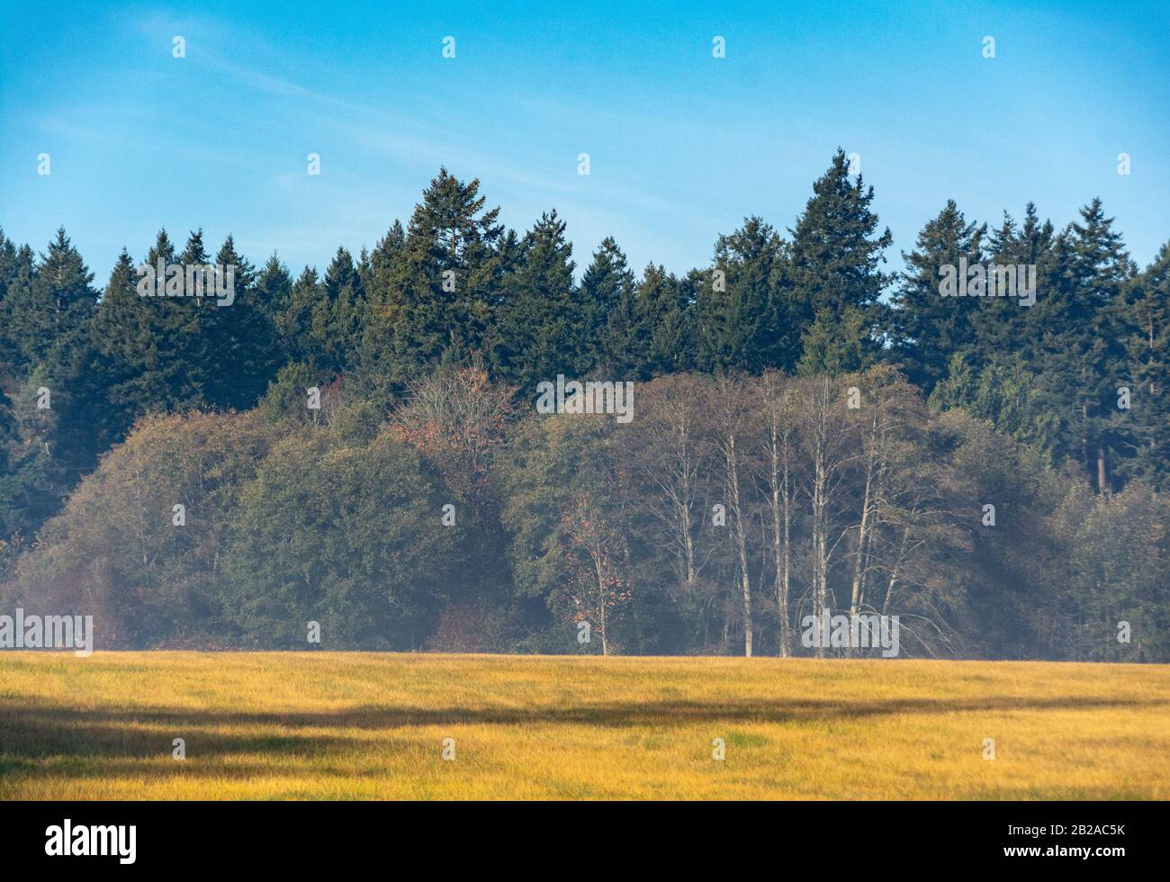 Field next to a forest, British Columbia, Canada Stock Photo - Alamy
