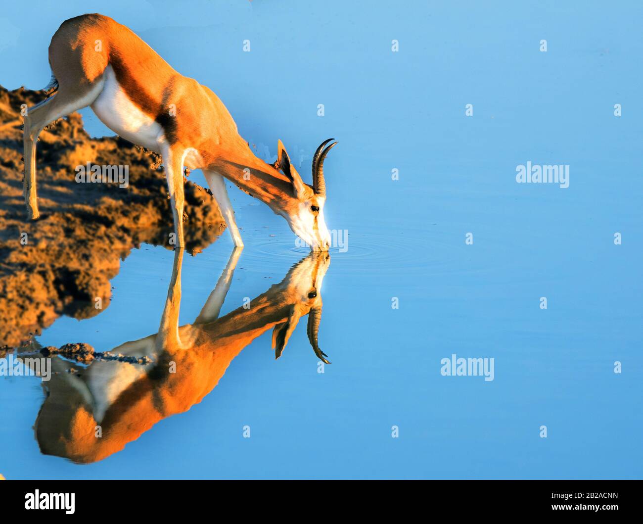 Springbok drinking water hi-res stock photography and images - Alamy