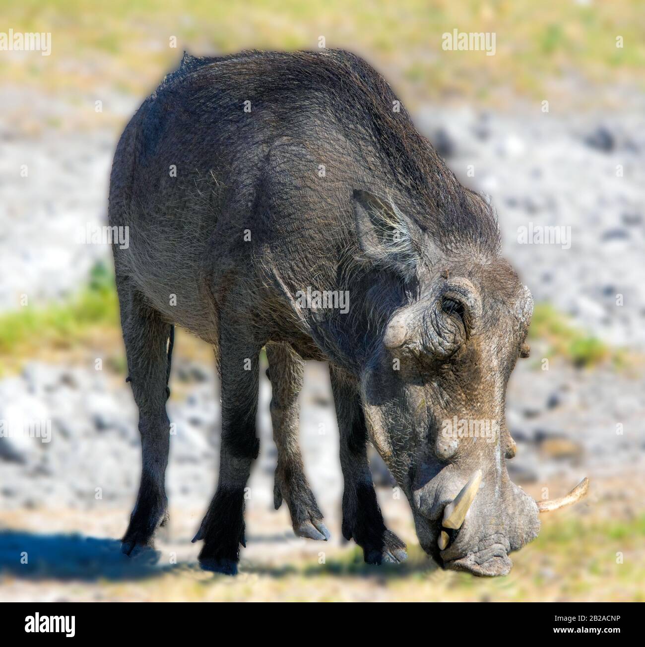 Portrait of a Warthog, Etosha National Park, Namibia Stock Photo - Alamy