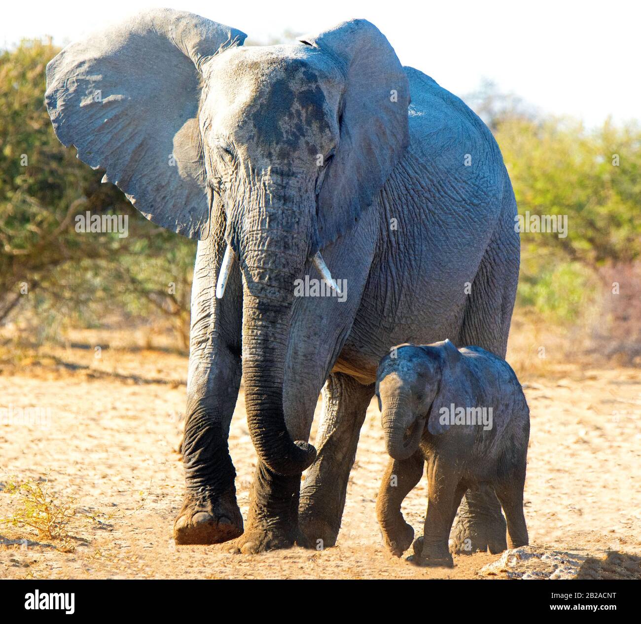 Elephant cow with her calf, Etosha National Park, Namibia Stock Photo ...