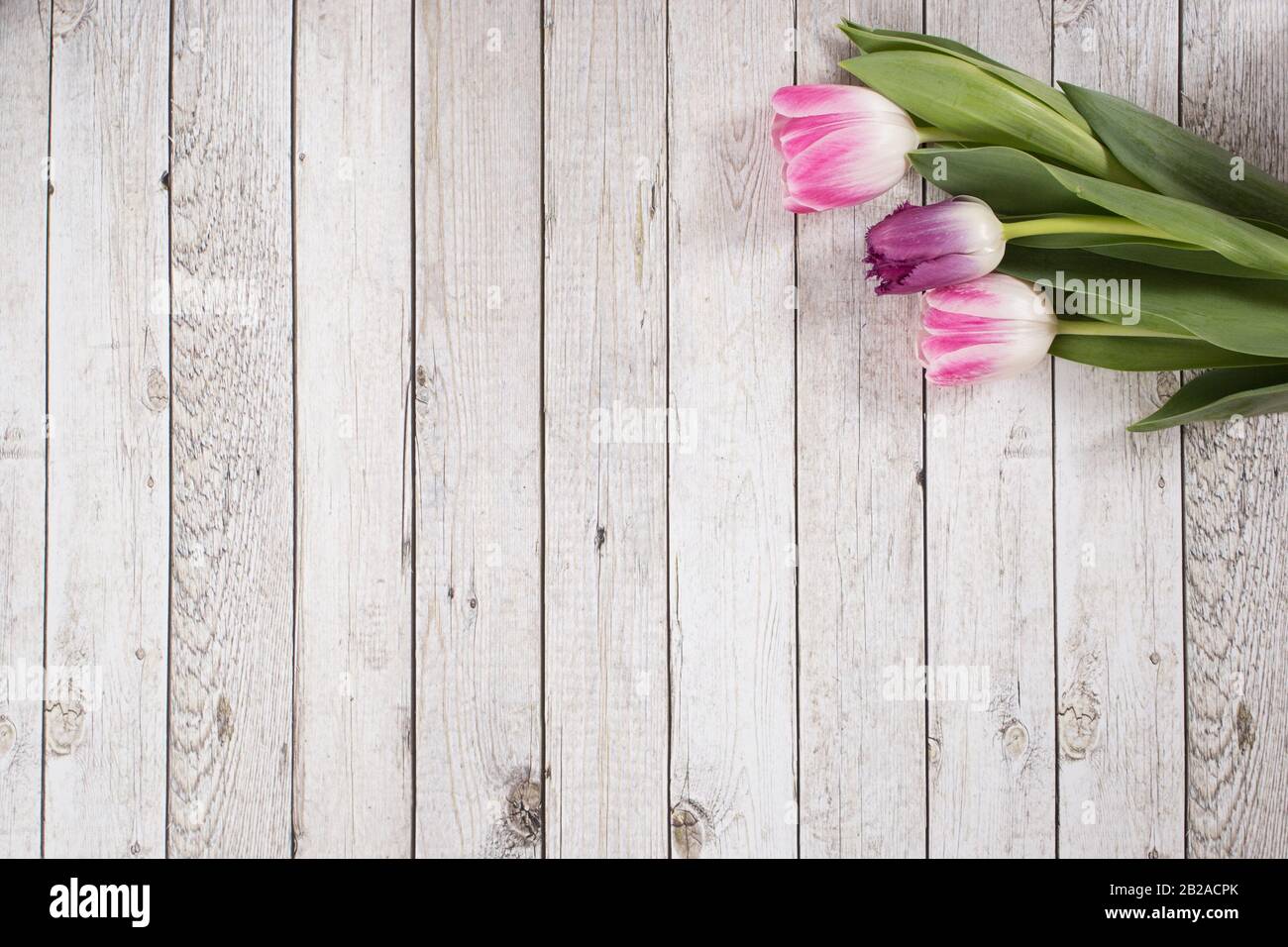 Spring background with tulips , frame on the wodden background Stock ...