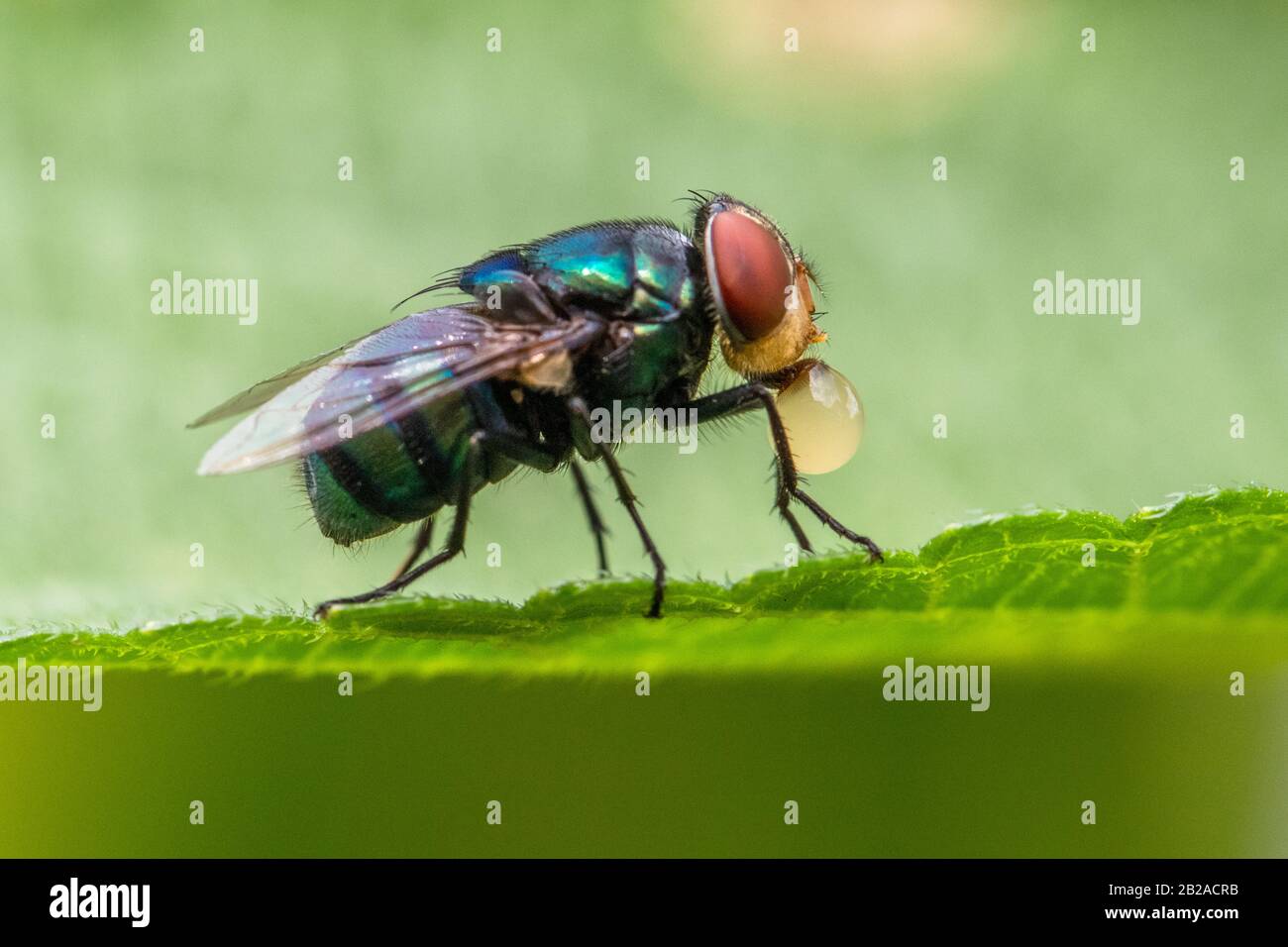 Bluebottle fly hi-res stock photography and images - Alamy