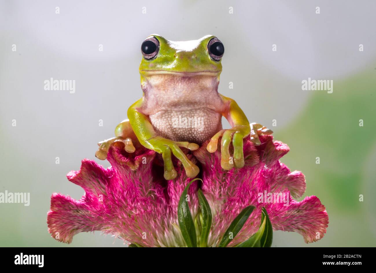 Dumpy tree frog on a flower, Indonesia Stock Photo - Alamy
