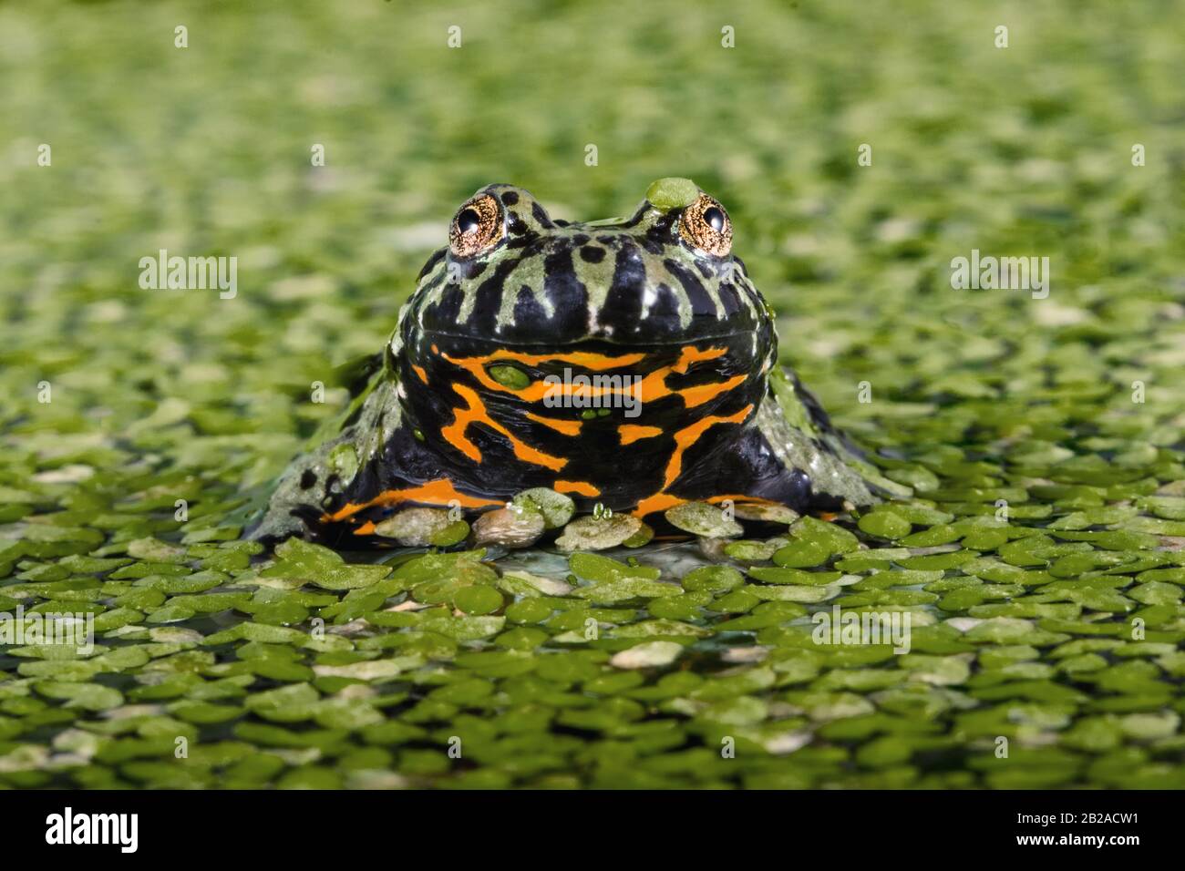 Portrait of a fire-bellied frog in a duckweed filled pond, Indonesia ...