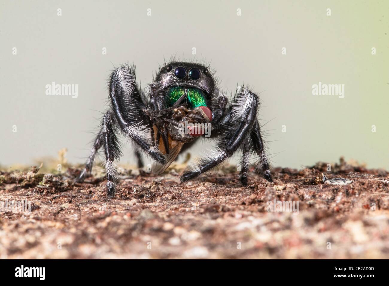 Portrait of a jumping spider eating, Indonesia Stock Photo - Alamy