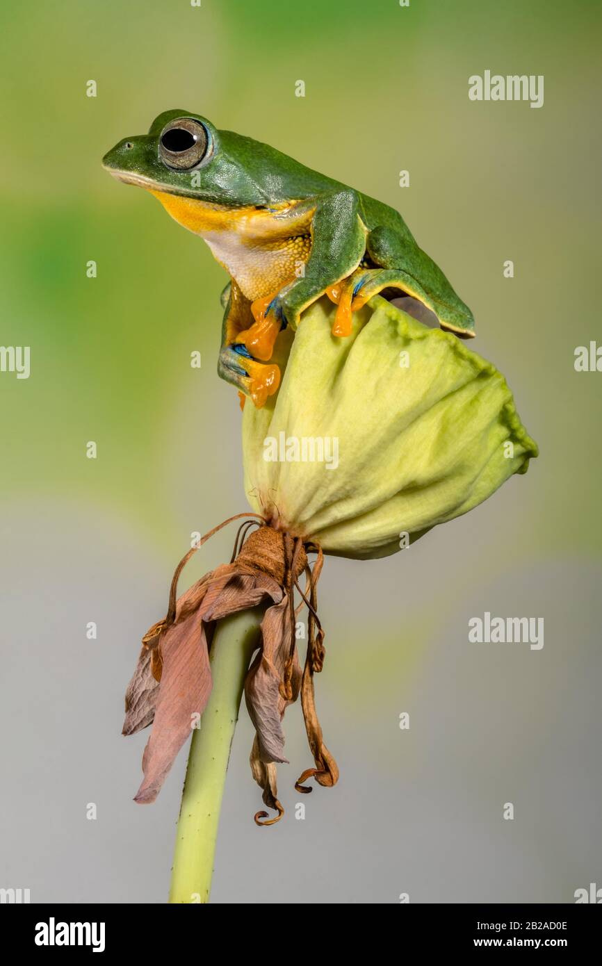 Frog sitting on lotus flower hi-res stock photography and images - Alamy