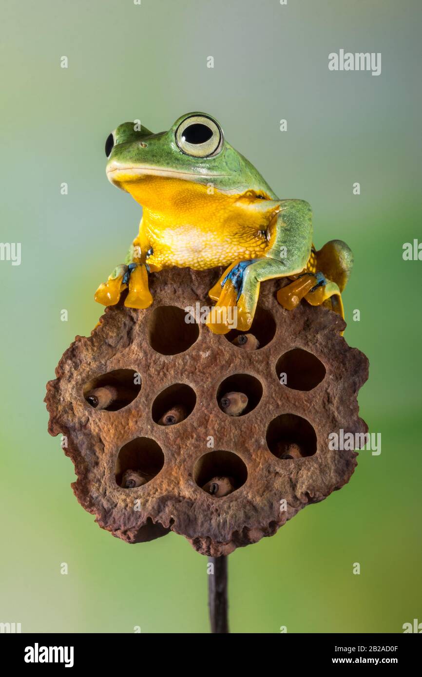 Frog sitting on lotus flower hi-res stock photography and images - Alamy