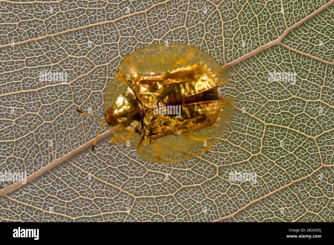 Golden tortoise hi-res stock photography and images - Alamy