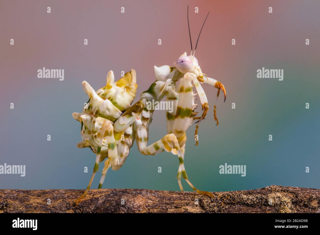 Flower mantis hi-res stock photography and images - Alamy
