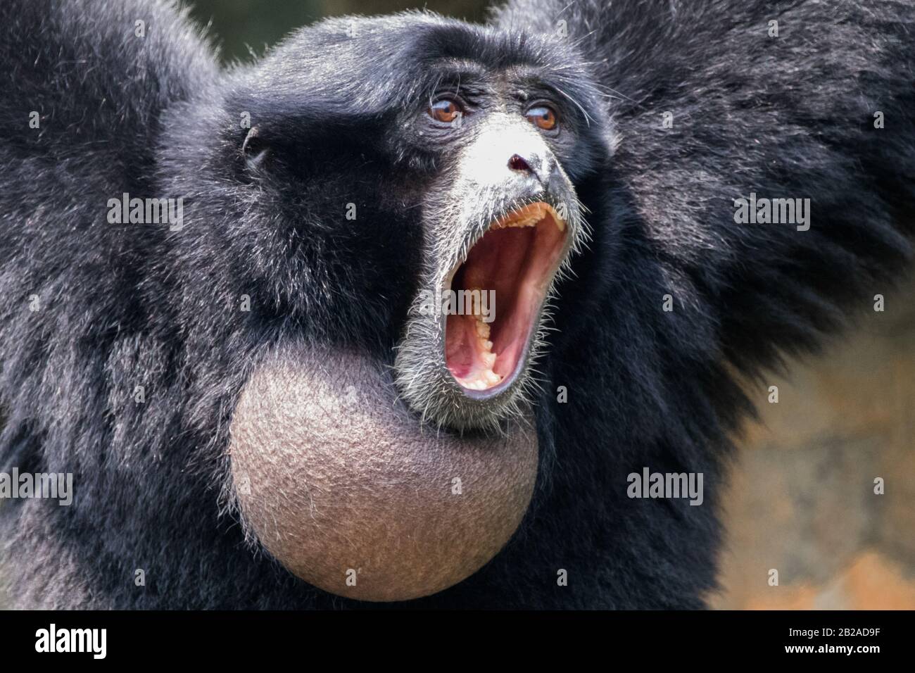 Monkey screaming hi-res stock photography and images - Alamy