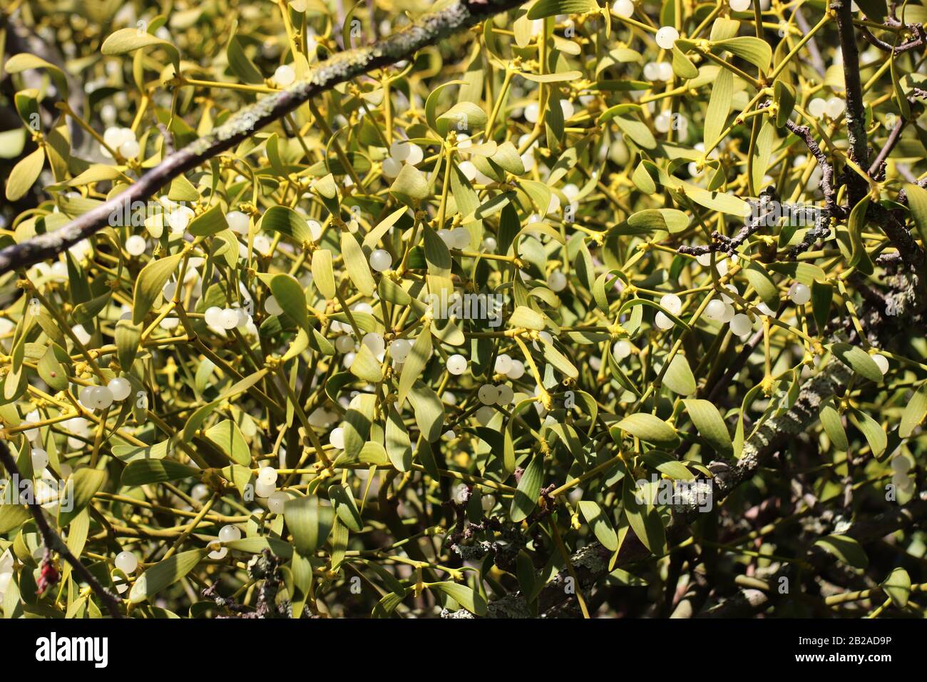 Mistletoe and wine hi-res stock photography and images - Alamy