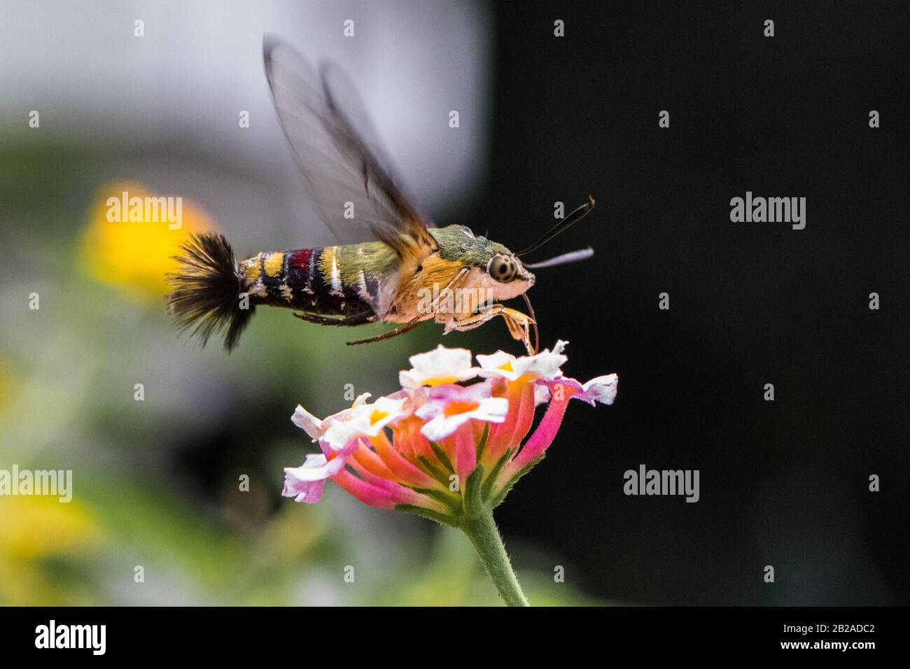 Moth behaviour hi-res stock photography and images - Alamy