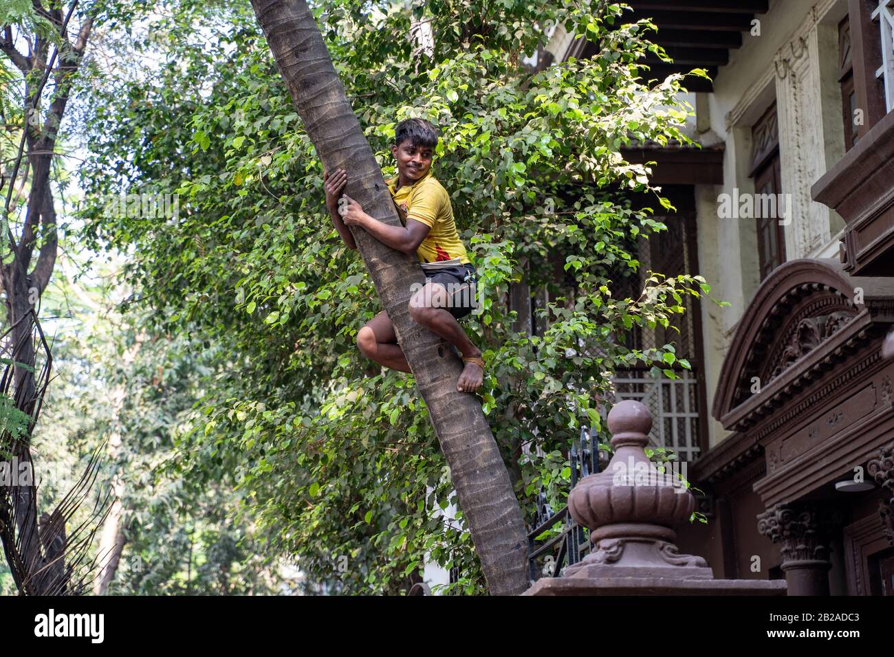 Indian man climbing coconut tree hi-res stock photography and images ...