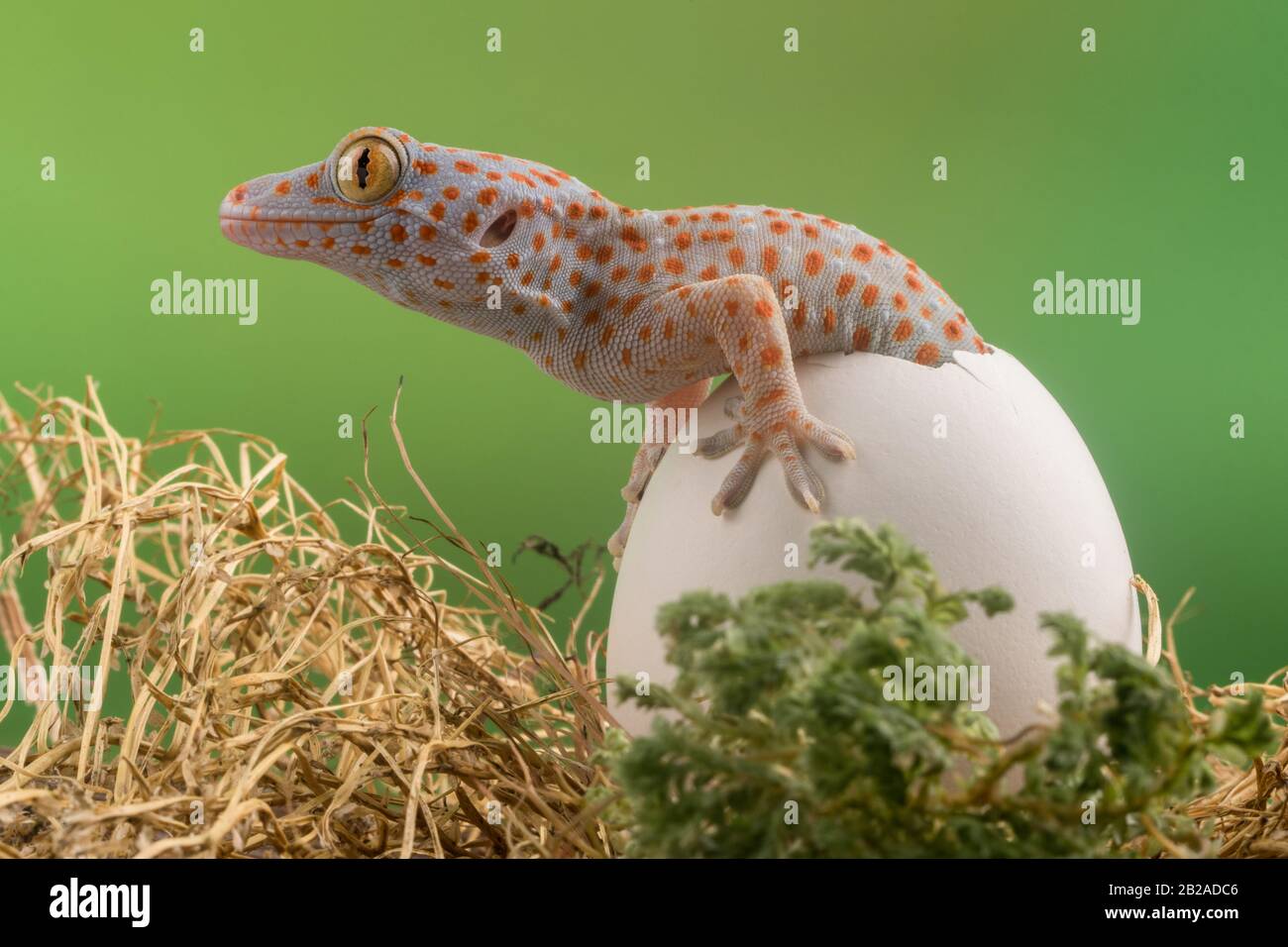 Leopard Gecko Hatching
