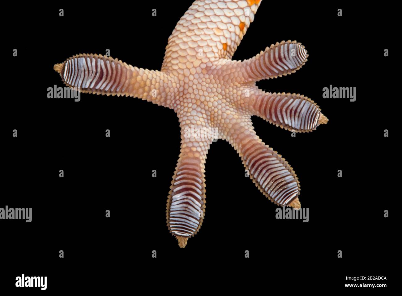Close-up of the sole of a tokay gecko foot, Indonesia Stock Photo - Alamy