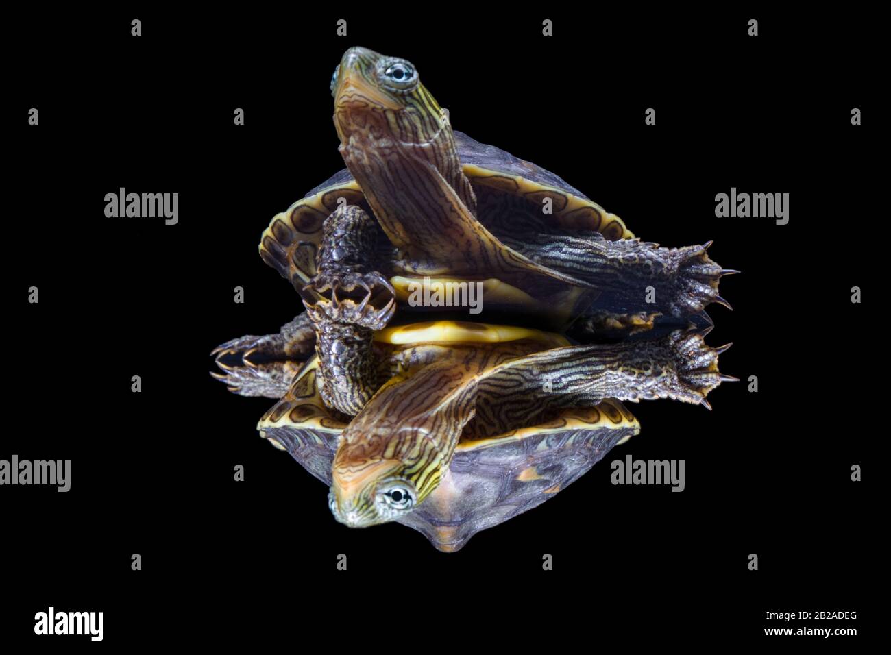 Reflections of a Red Eared Slider turtle, Indonesia Stock Photo - Alamy