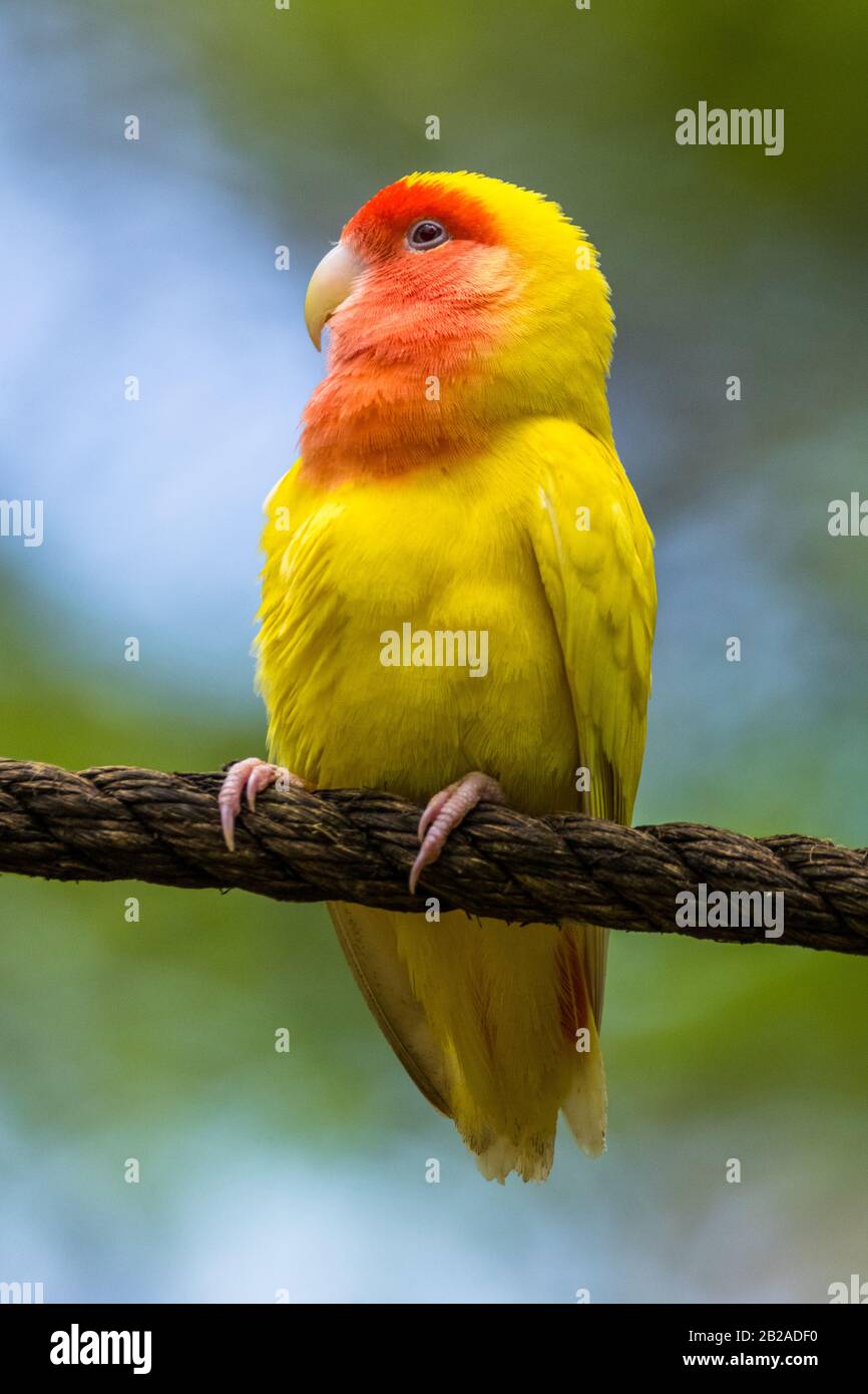 Portrait of a parakeet on a branch, Indonesia Stock Photo - Alamy