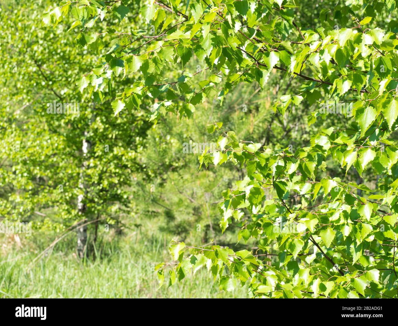 Young birch trees in spring hi-res stock photography and images - Alamy