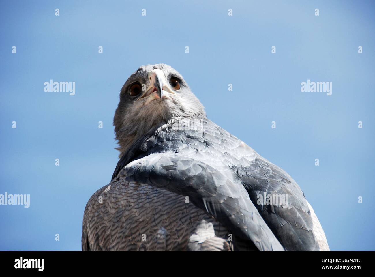 Wildlife portrait peru hi-res stock photography and images - Alamy