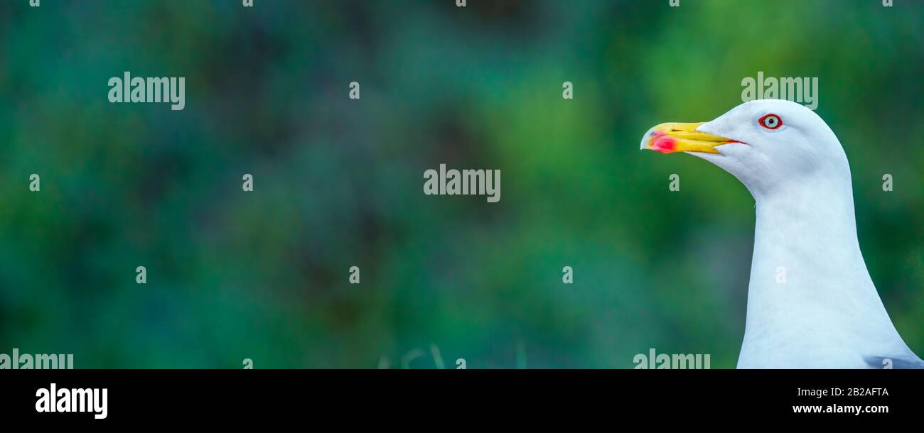 Seagull head against blurred background looking to the left Stock Photo ...