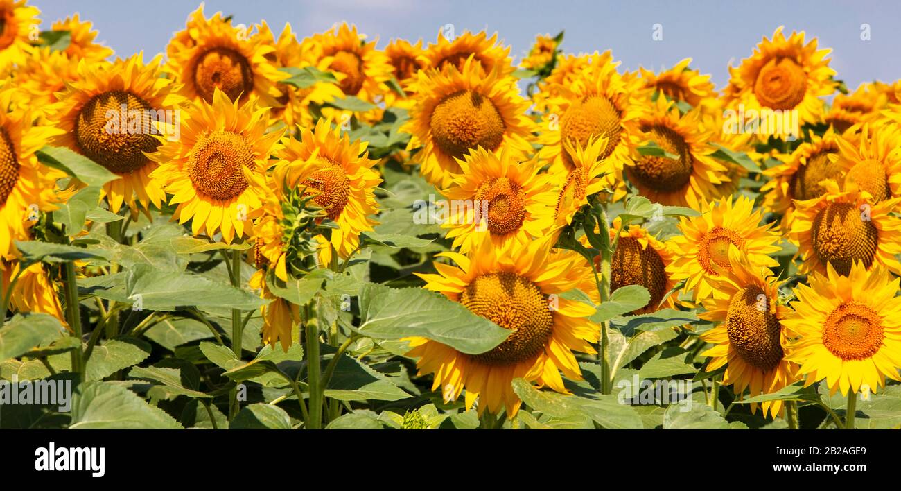 Flowers for her, woman's day gift - sunflowers fields in Romania ...
