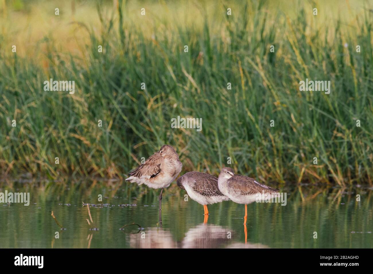 Indian village birds hi-res stock photography and images - Alamy