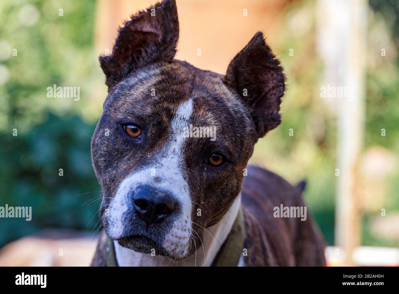 Muzzle of a large evil guard dog with large teeth close-up. The open ...