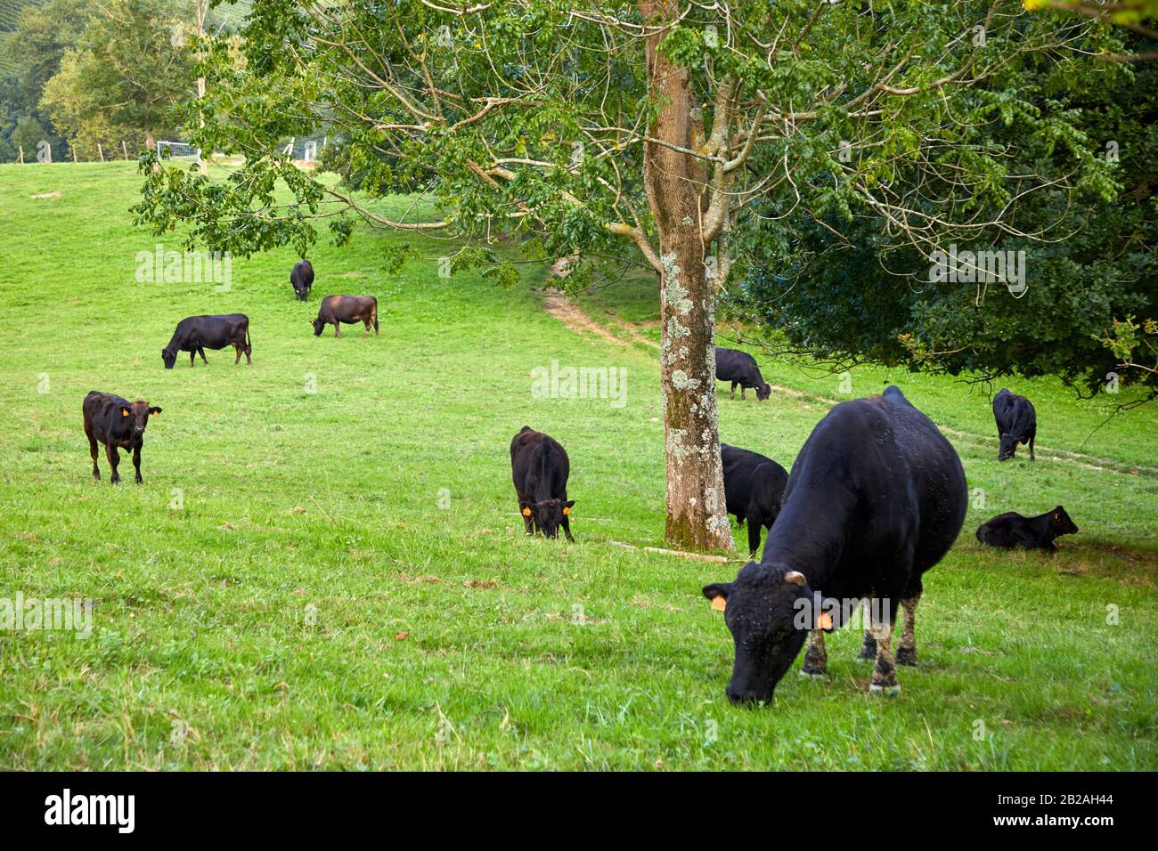 Cow cow cow cow herd hi-res stock photography and images - Alamy