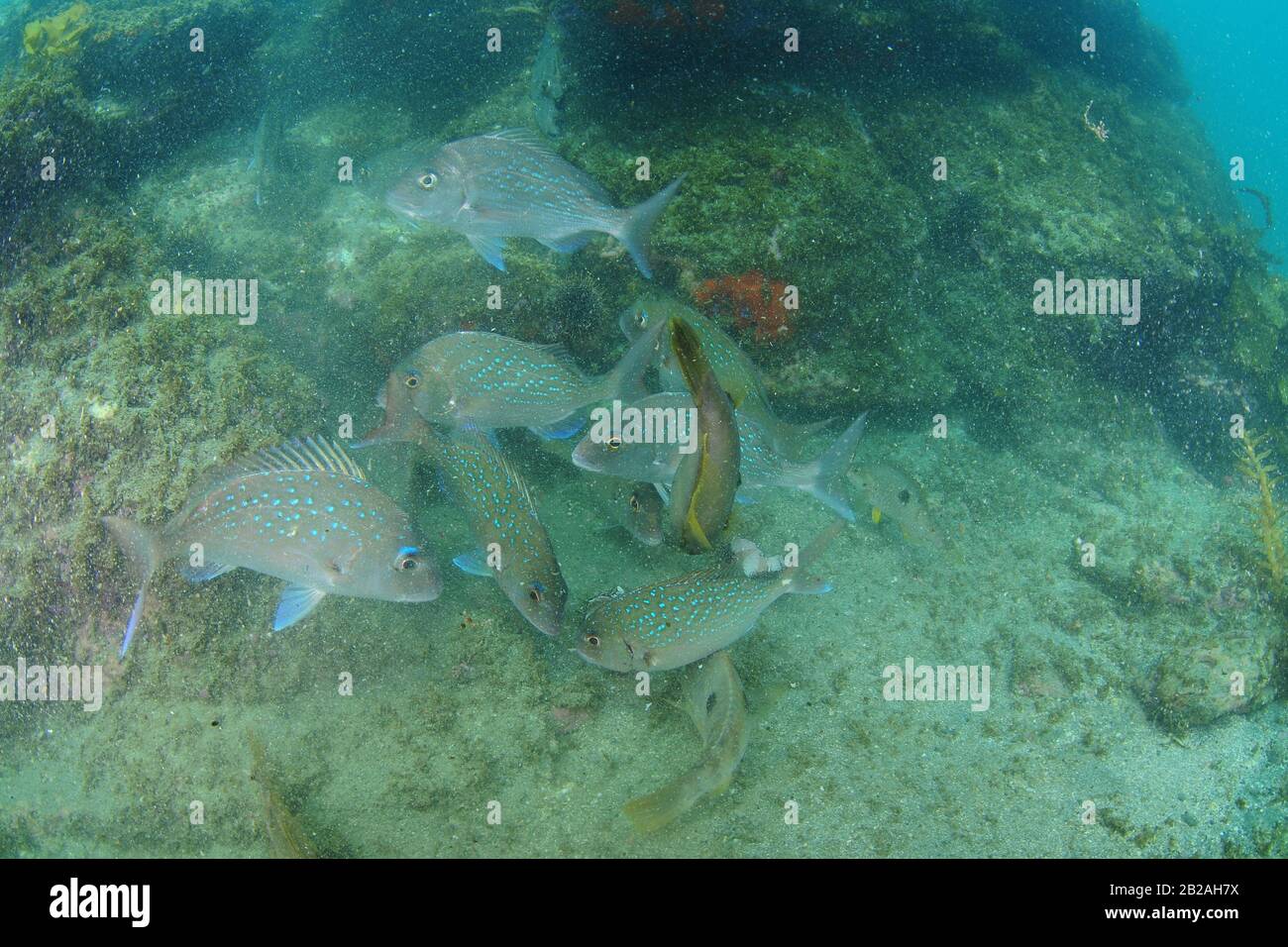 Wrasse fish hi-res stock photography and images - Alamy