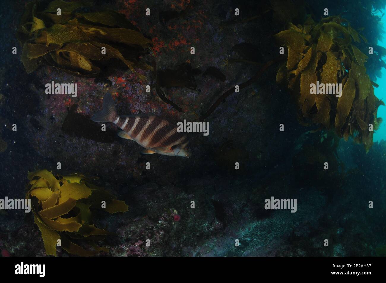 Banded morwong (red moki) hiding in the darkness among kelp under rocky ...