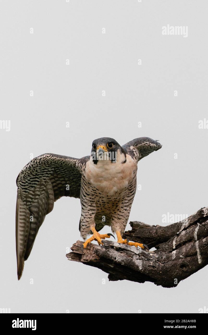 Asian falcon hi-res stock photography and images - Alamy