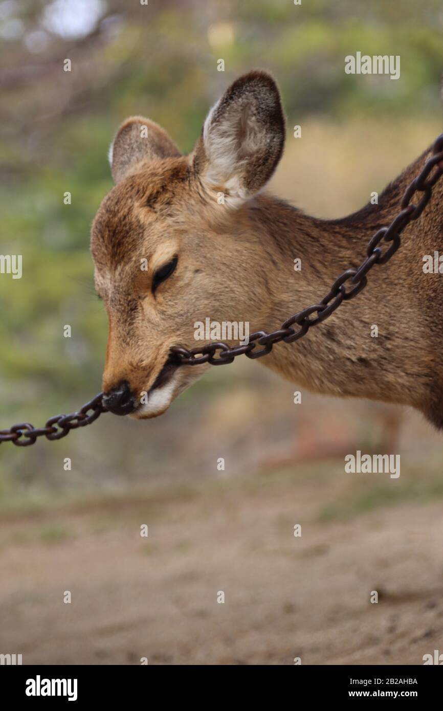 Cute fawn biting a metal chain Stock Photo - Alamy