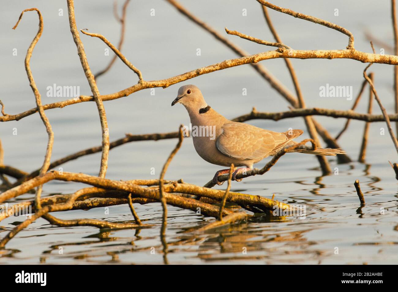 Dove species of india hi-res stock photography and images - Alamy
