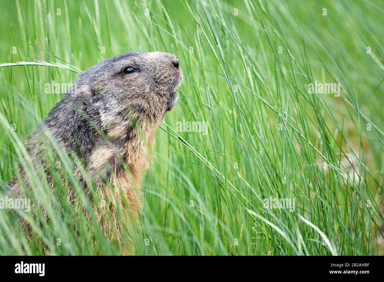 Alpine Marmot Head Closeup (Marmota marmota Stock Photo - Alamy