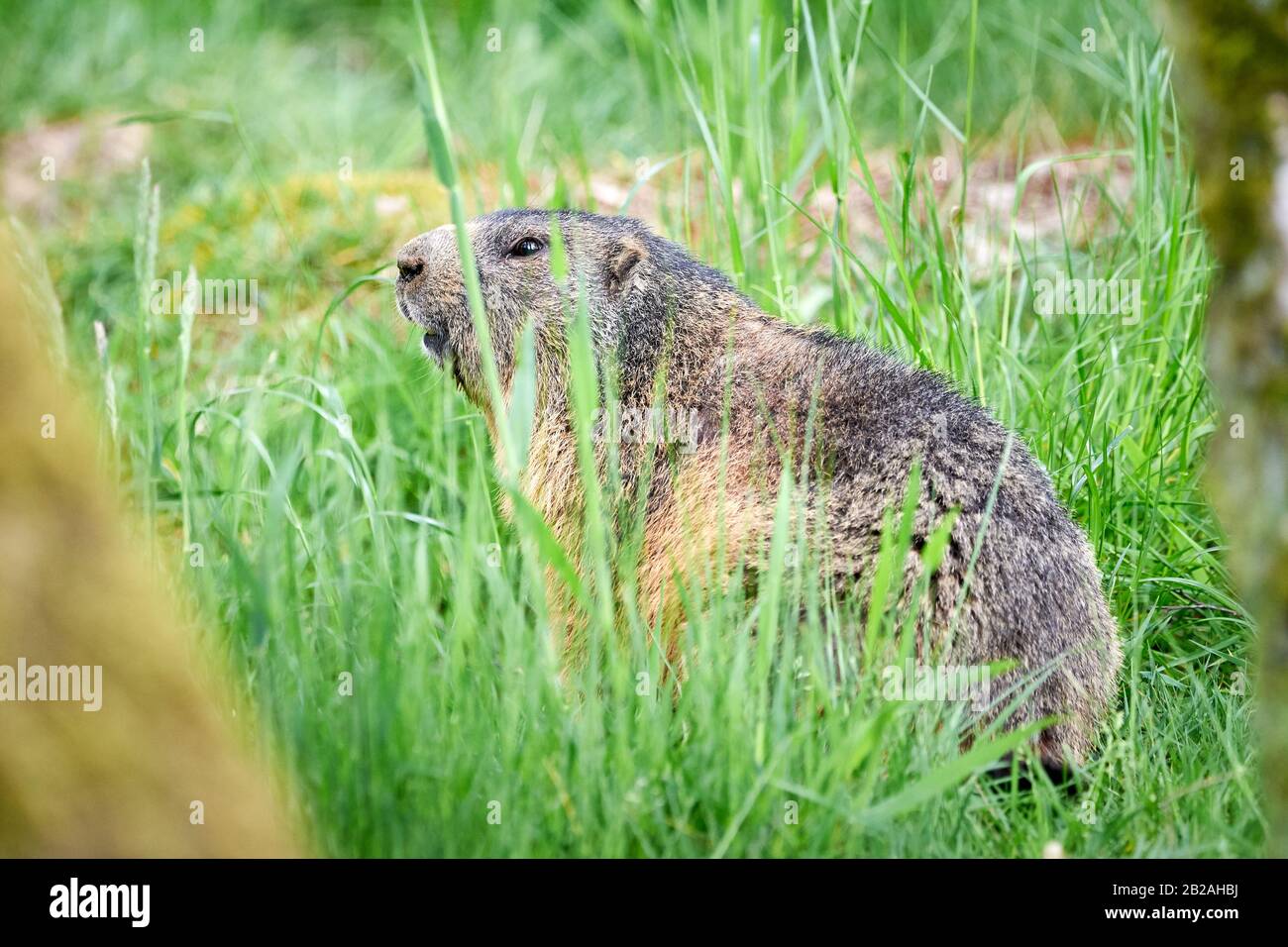 Alpine Marmot Closeup (Marmota marmota Stock Photo - Alamy