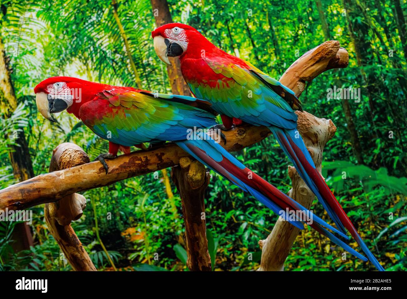 Green wing macaws hi-res stock photography and images - Alamy