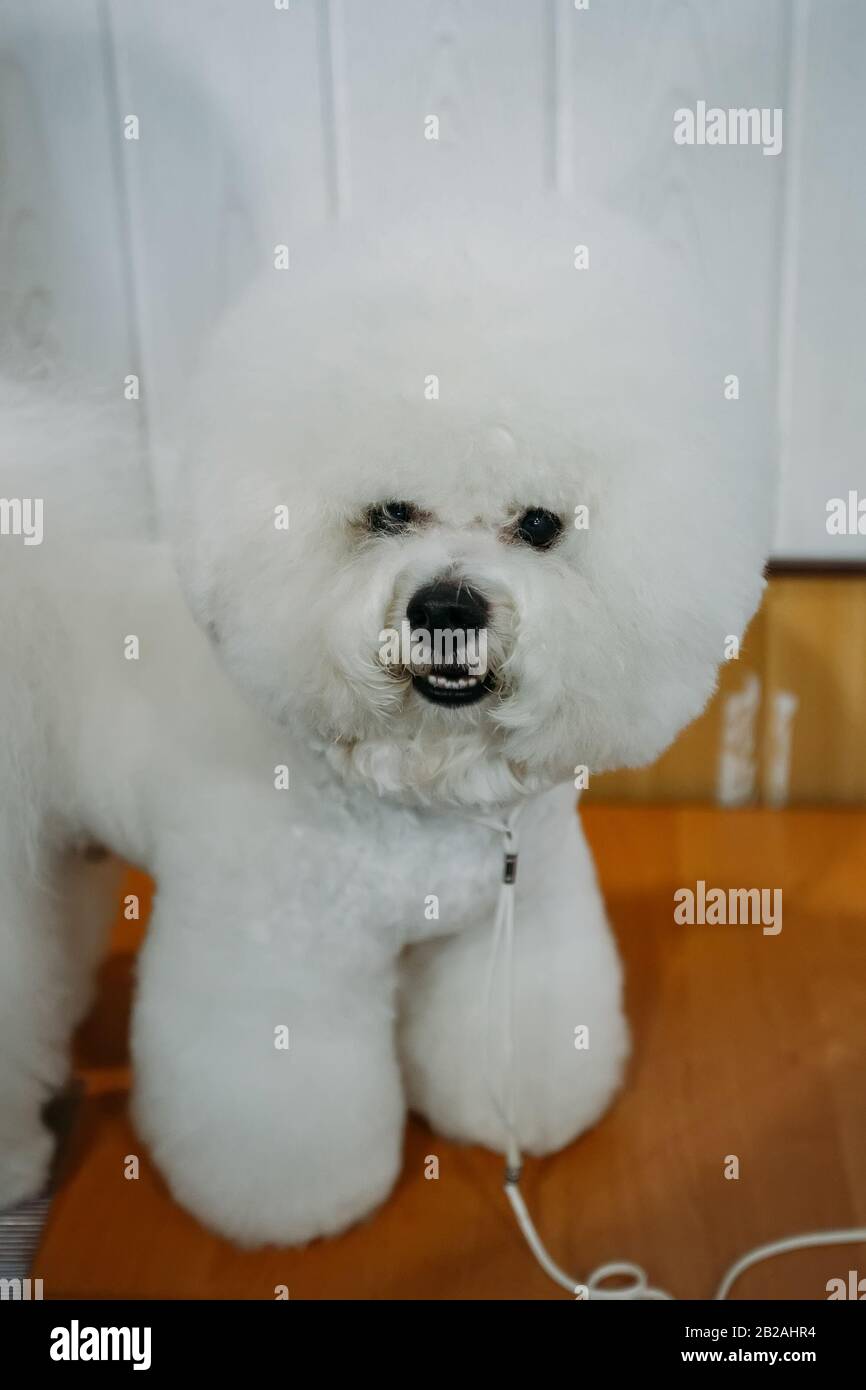 Bichon face hi-res stock photography and images - Alamy