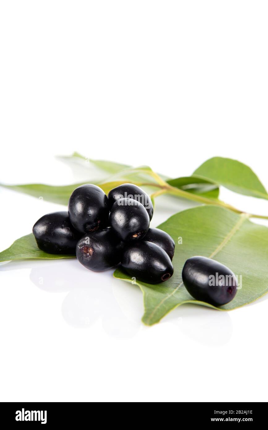Jamun fruit tree hi-res stock photography and images - Alamy
