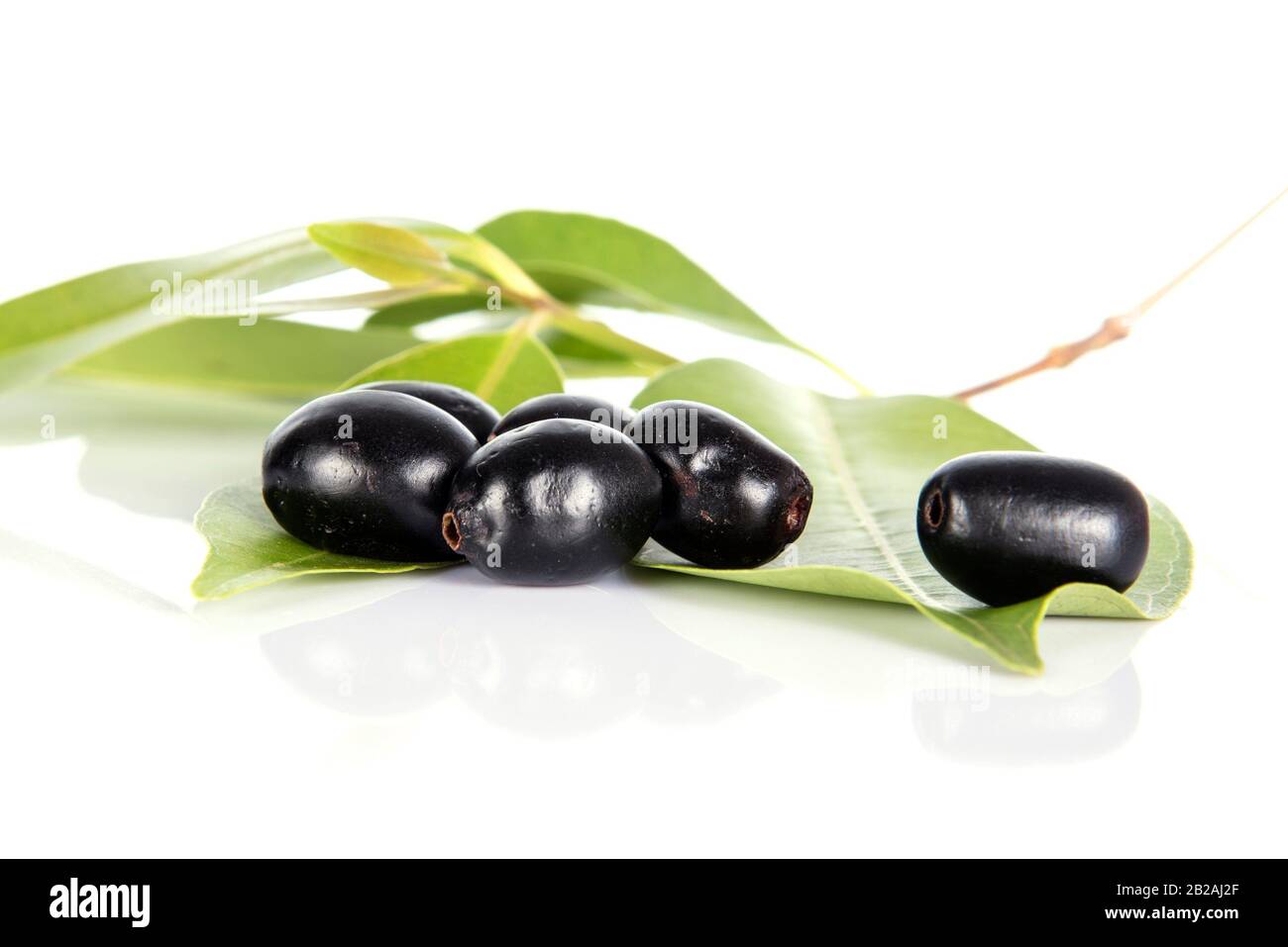 Indian plum tree hi-res stock photography and images - Alamy