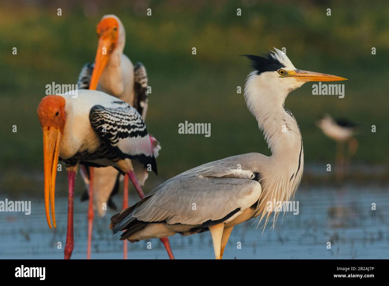 Beautiful aggressive birds hi-res stock photography and images - Alamy