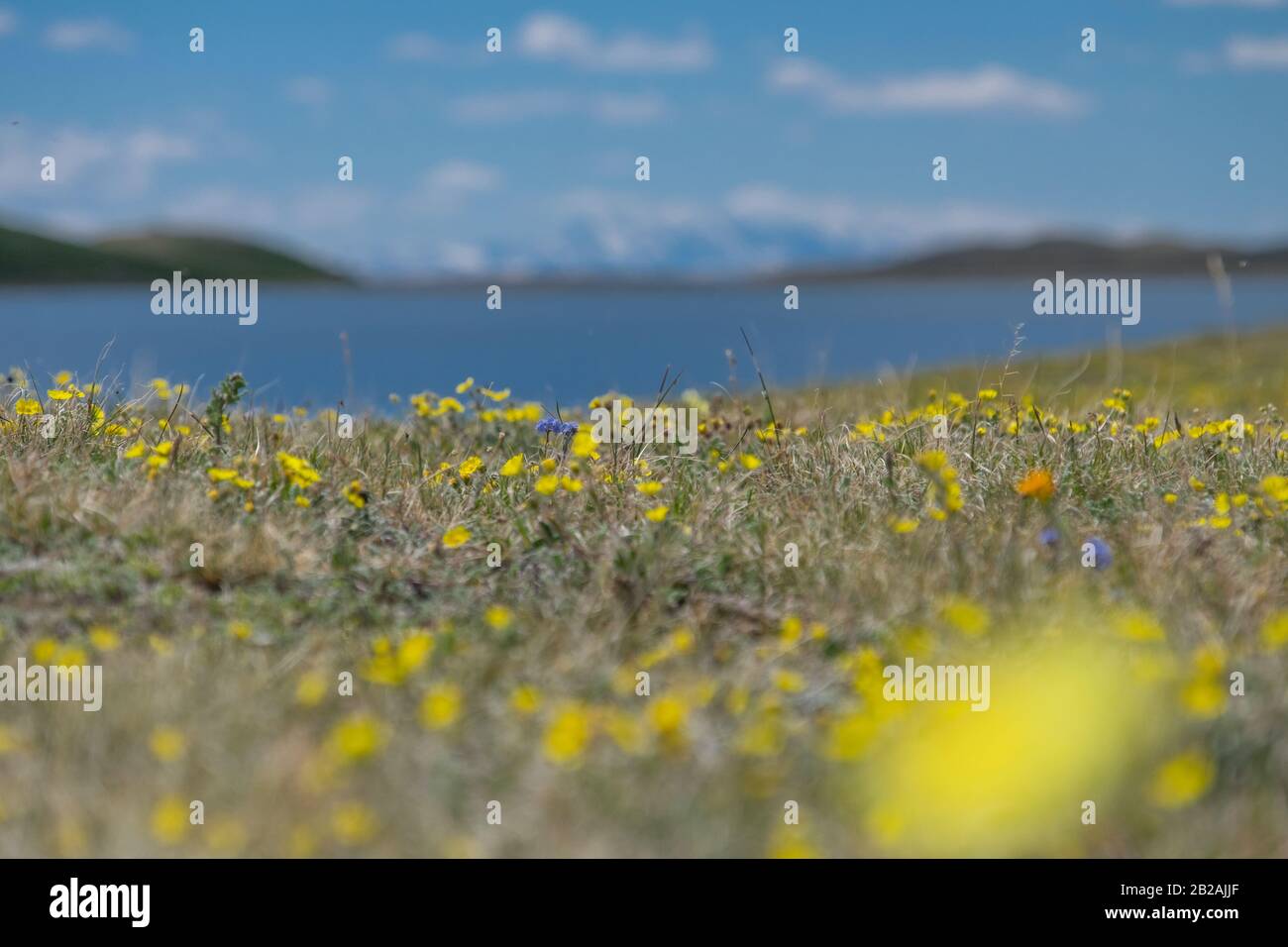the polar poppy in the mountains of Asia Stock Photo - Alamy